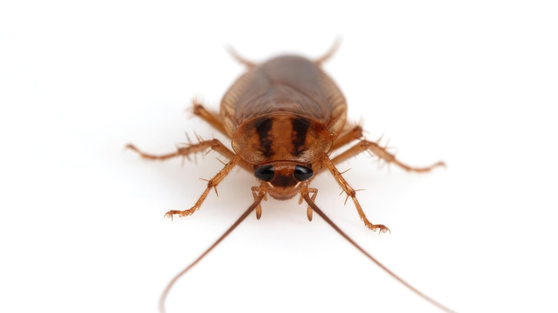 Karaluch (karaczan prusak). Zwalczanie karaluchów prusaków - Carsekt Sp ...