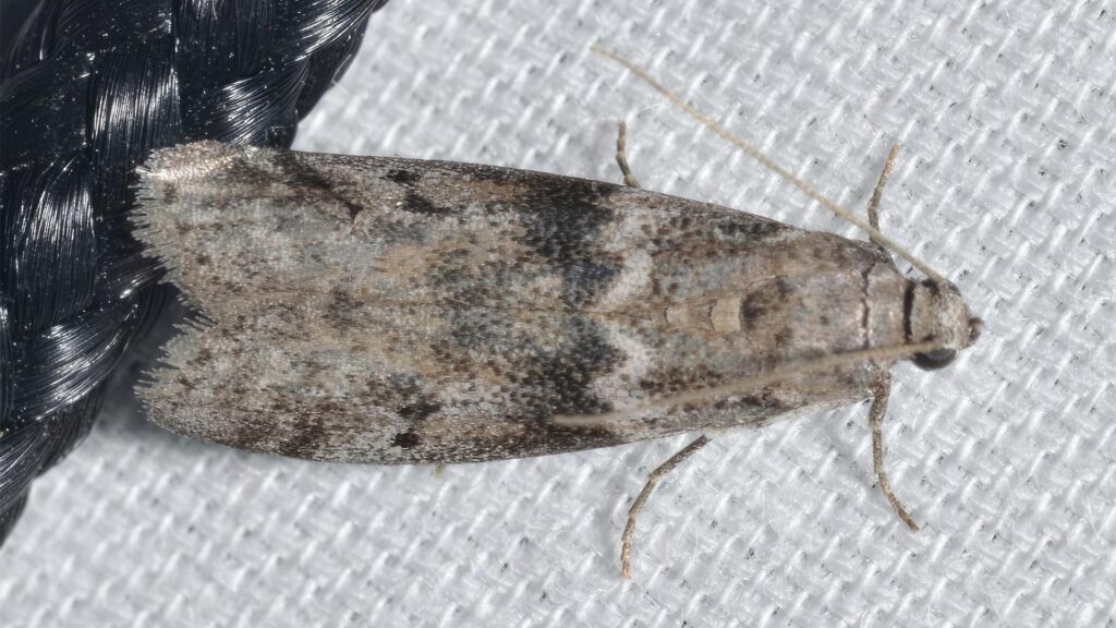 Mklik mączny, mol spożywczy. Zwalczanie mklika - Carsekt Sp. z o.o.