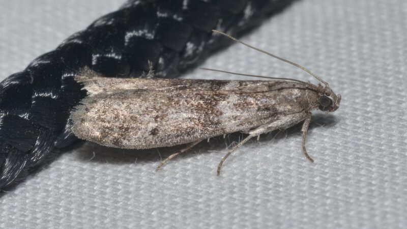 Mklik mączny, mol spożywczy. Zwalczanie mklika - Carsekt Sp. z o.o.