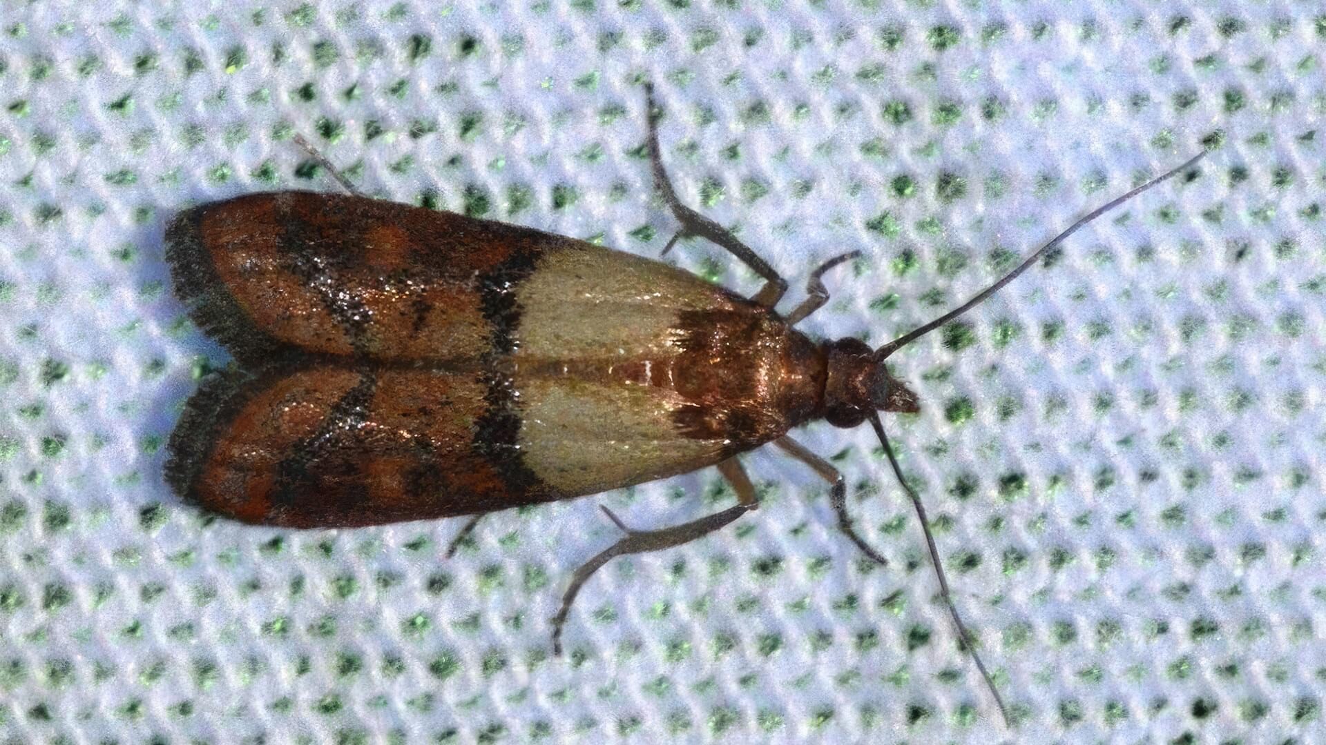 Omacnica spichrzanka (mol spożywczy) - Carsekt Sp. z o.o.