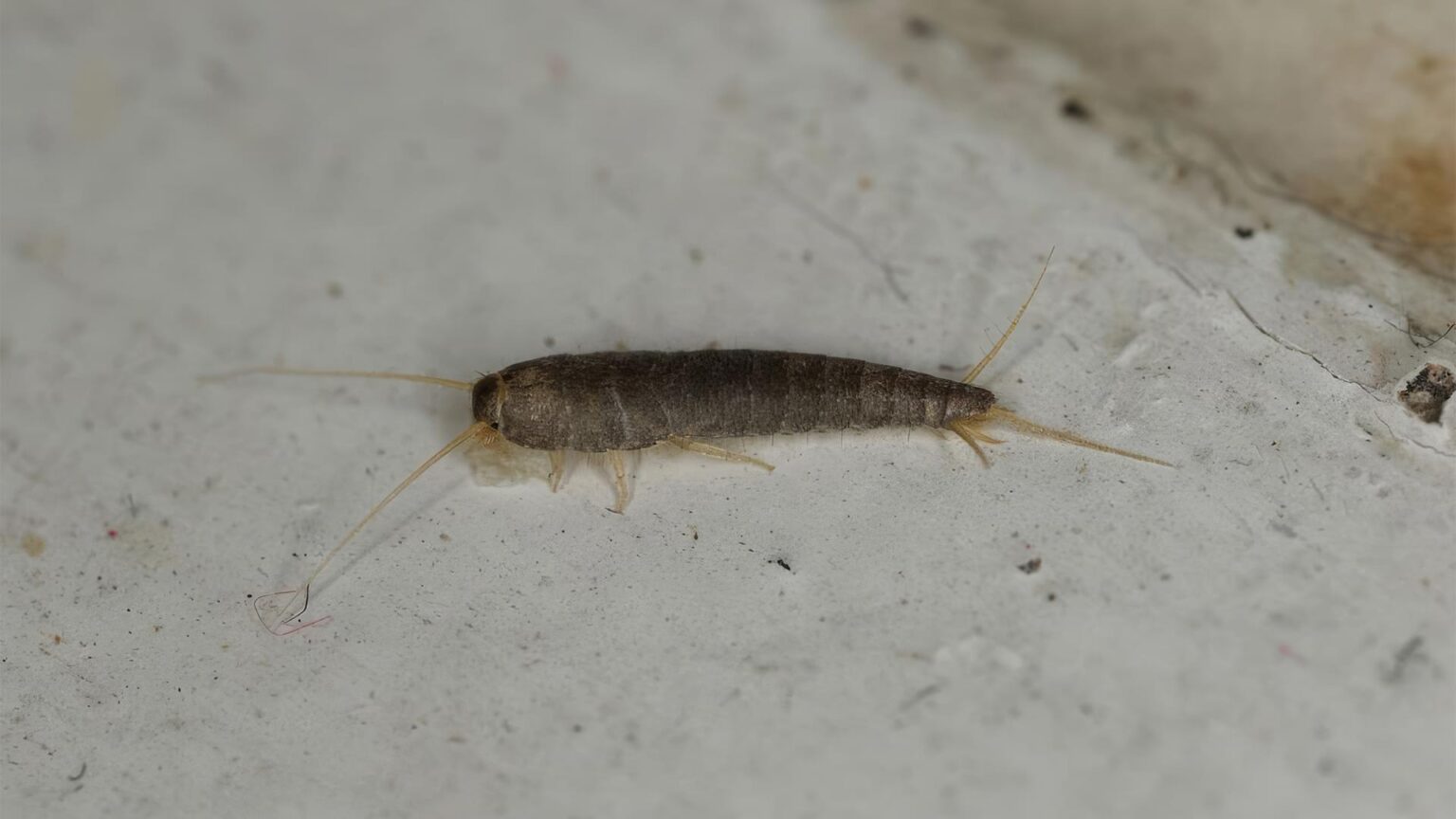 Rybik cukrowy, srebrzysty. Zwalczanie rybika cukrowego - Carsekt